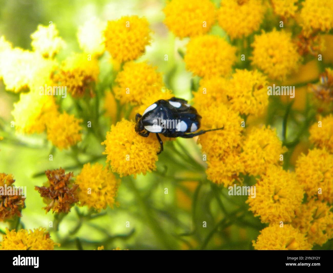 White-spotted Fruit Chafer (Mausoleopsis amabilis Stock Photo - Alamy
