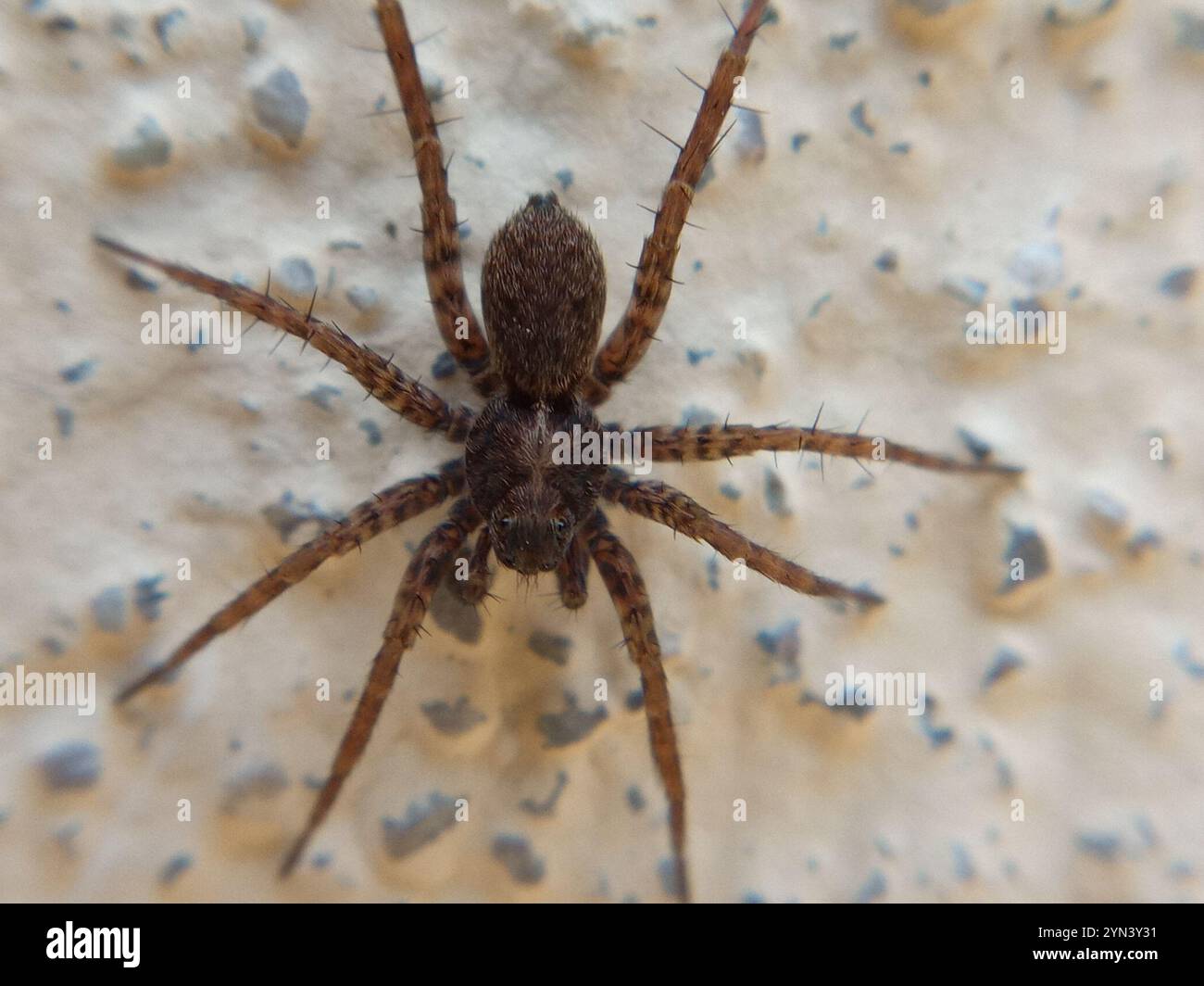 Thin-legged Wolf Spiders (Pardosa Stock Photo - Alamy