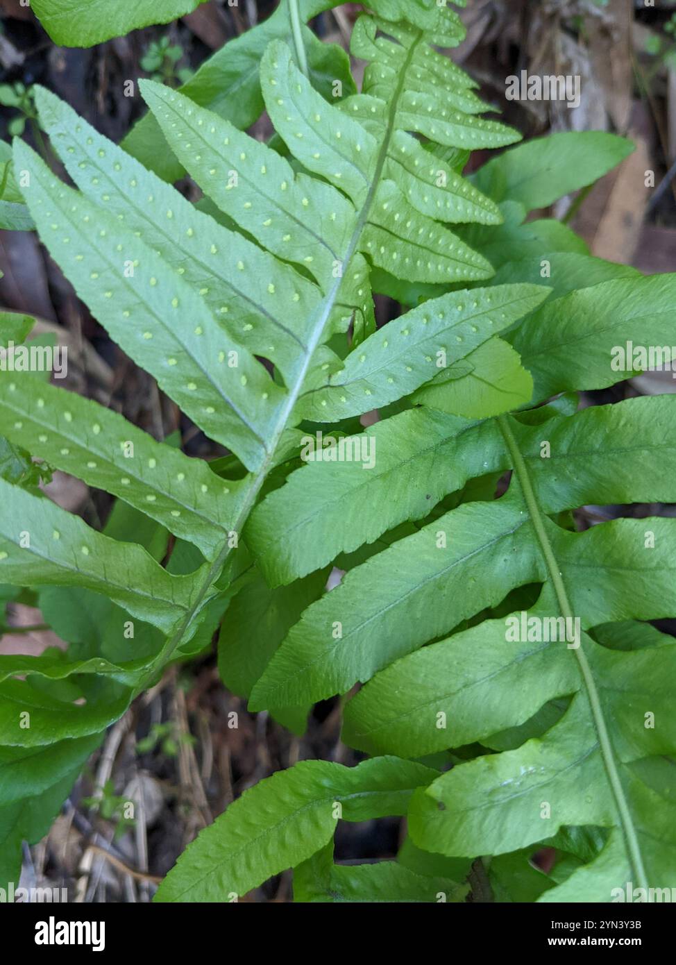 polypody ferns (Polypodium Stock Photo - Alamy