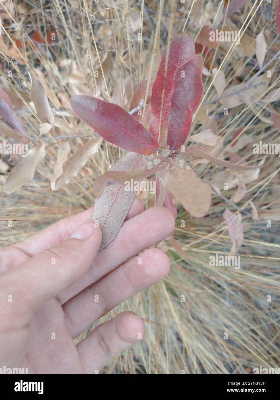 bluejack oak (Quercus incana Stock Photo - Alamy