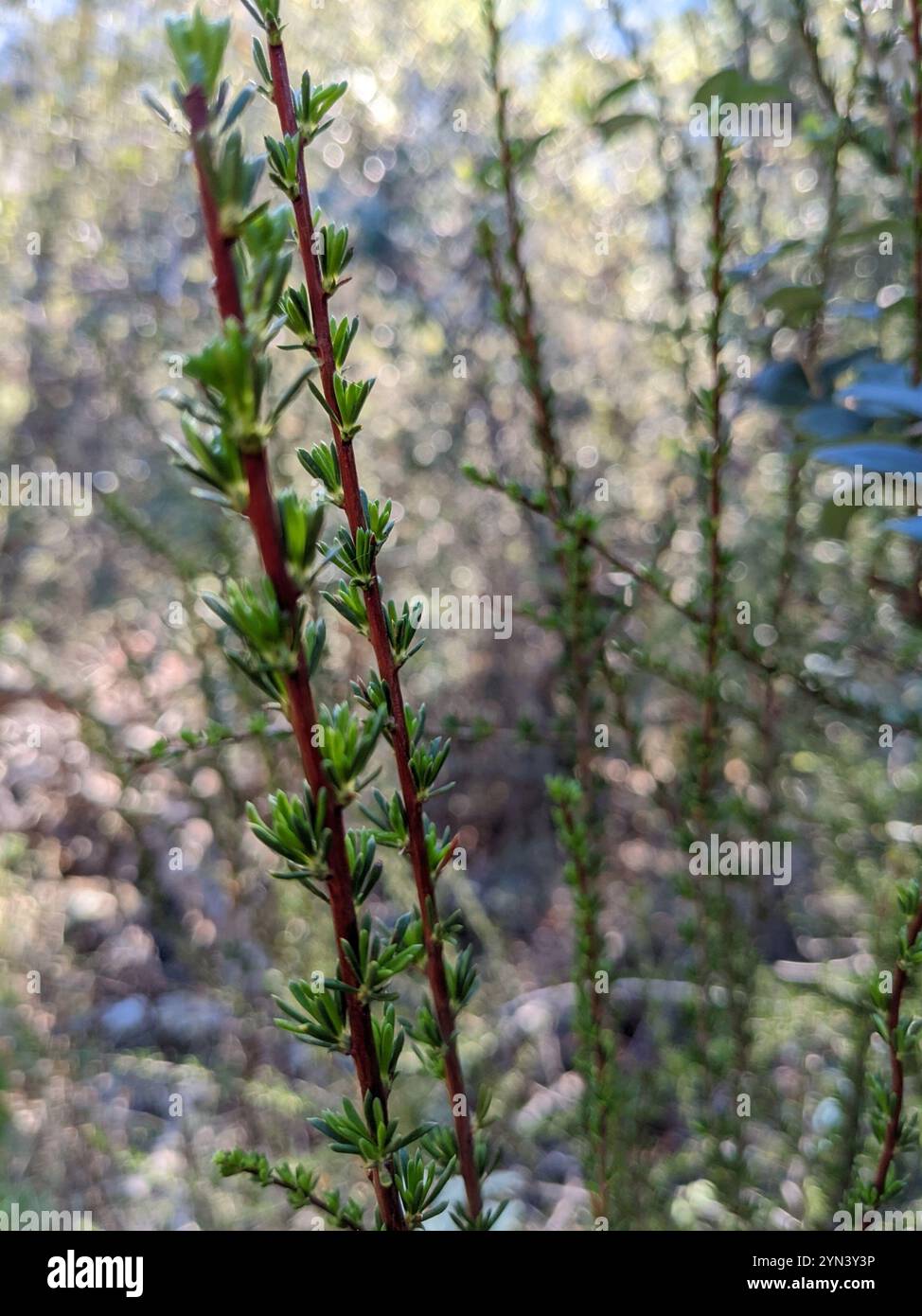 chamise (Adenostoma fasciculatum Stock Photo - Alamy