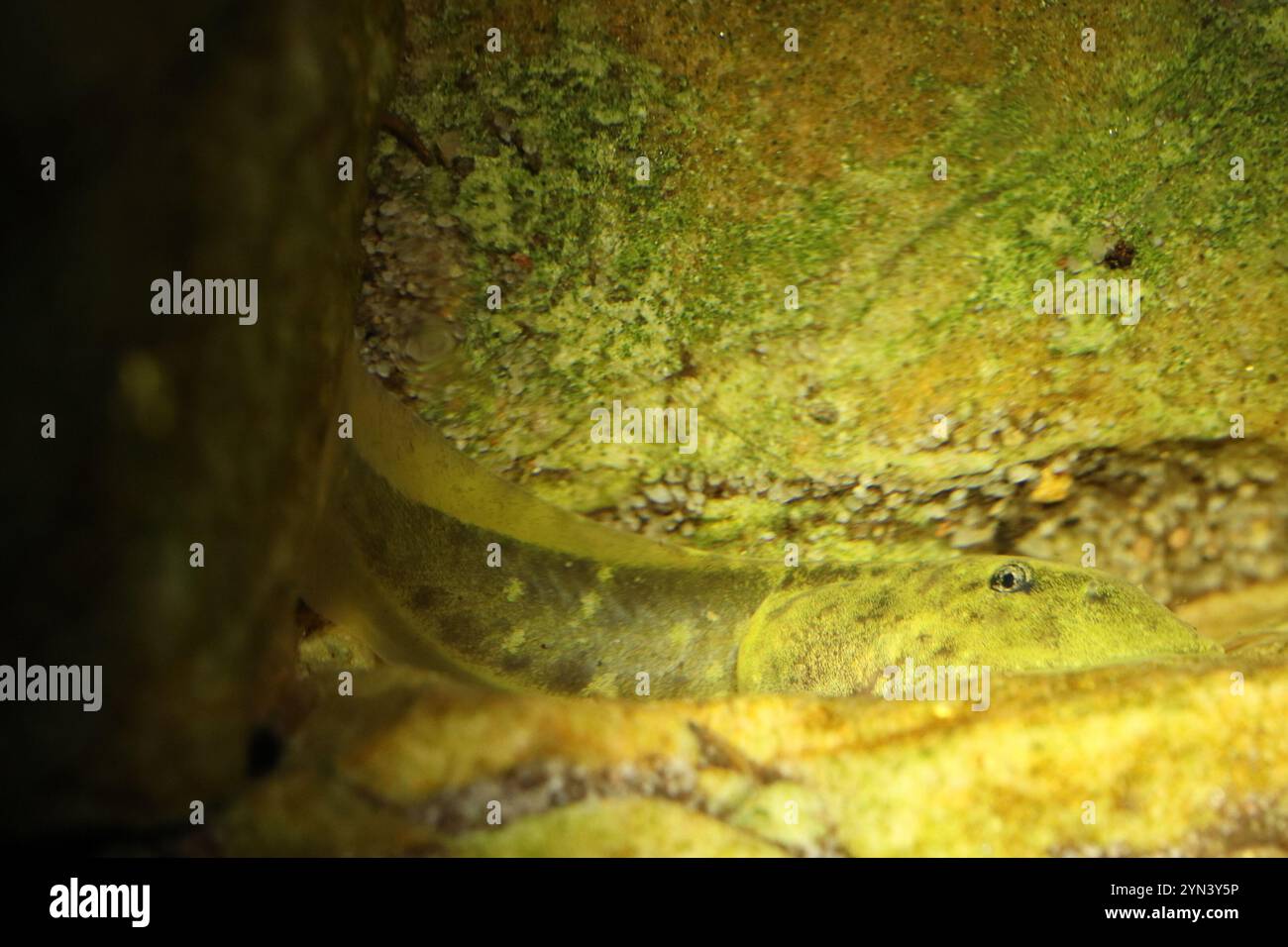 Table Mountain Ghost Frog (Heleophryne rosei Stock Photo - Alamy