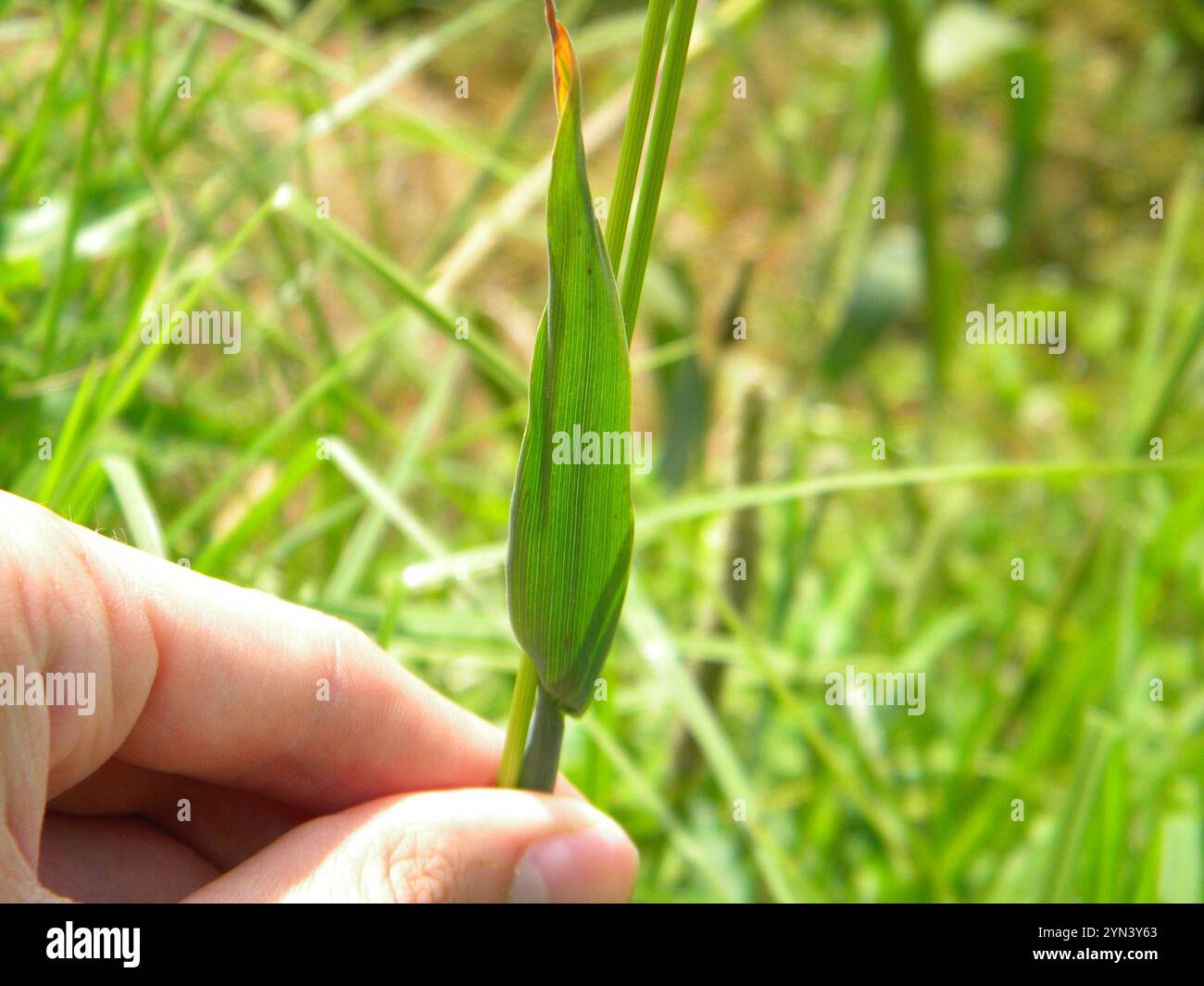 Yorkshire fog (Holcus lanatus Stock Photo - Alamy