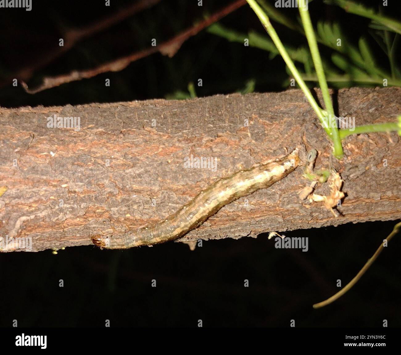 Cutworms and Dart Moths (Noctuinae Stock Photo - Alamy