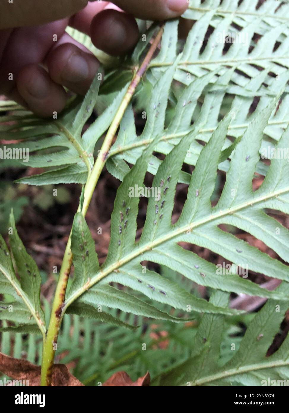 giant chain fern (Woodwardia fimbriata Stock Photo - Alamy