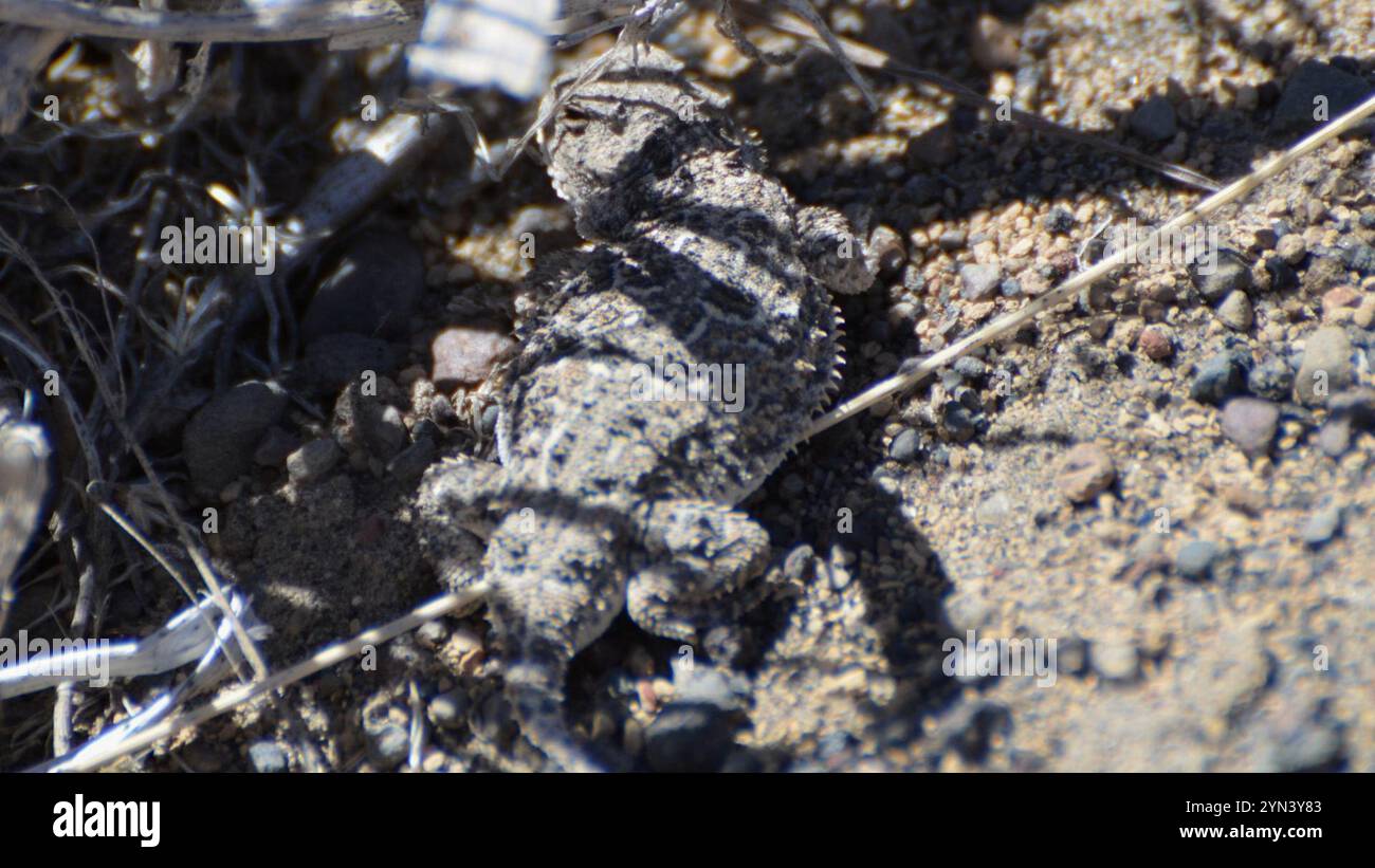 Pygmy Short-horned Lizard (Phrynosoma douglasii Stock Photo - Alamy