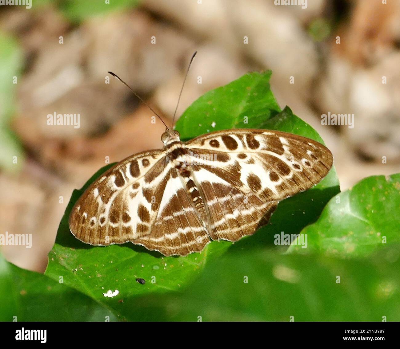 Evena hi-res stock photography and images - Alamy