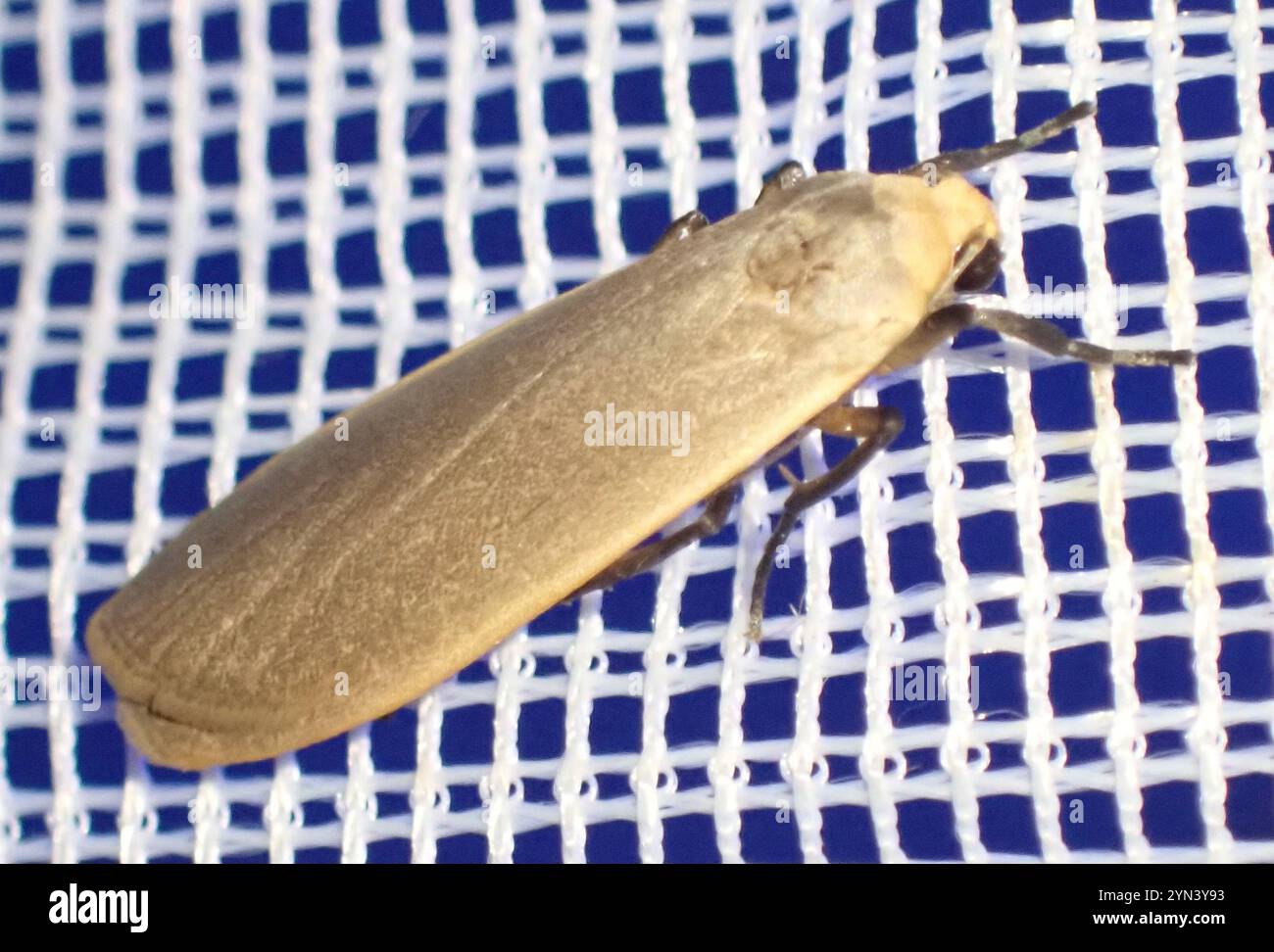 Lichen Moths (Lithosiini Stock Photo - Alamy