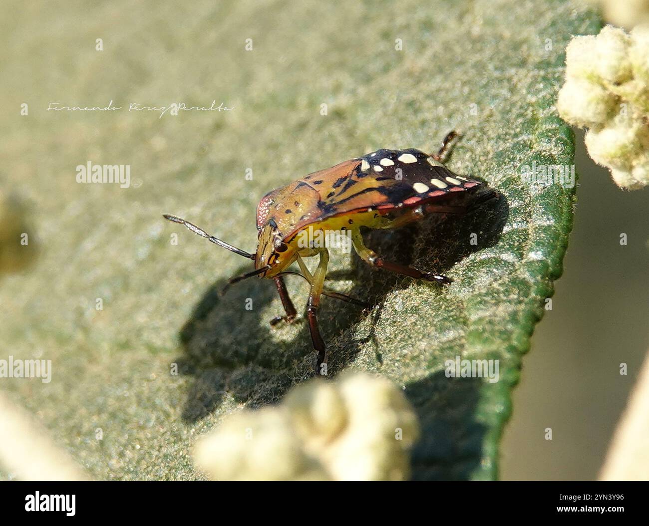 Southern Green Stink Bug (Nezara viridula Stock Photo - Alamy