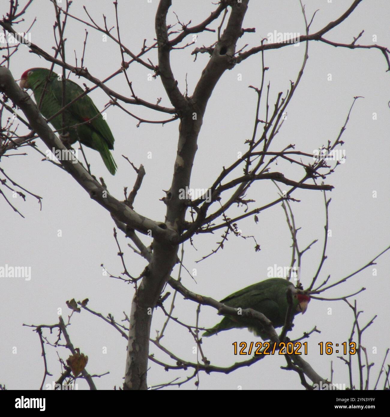 Red-crowned Amazon (Amazona viridigenalis Stock Photo - Alamy