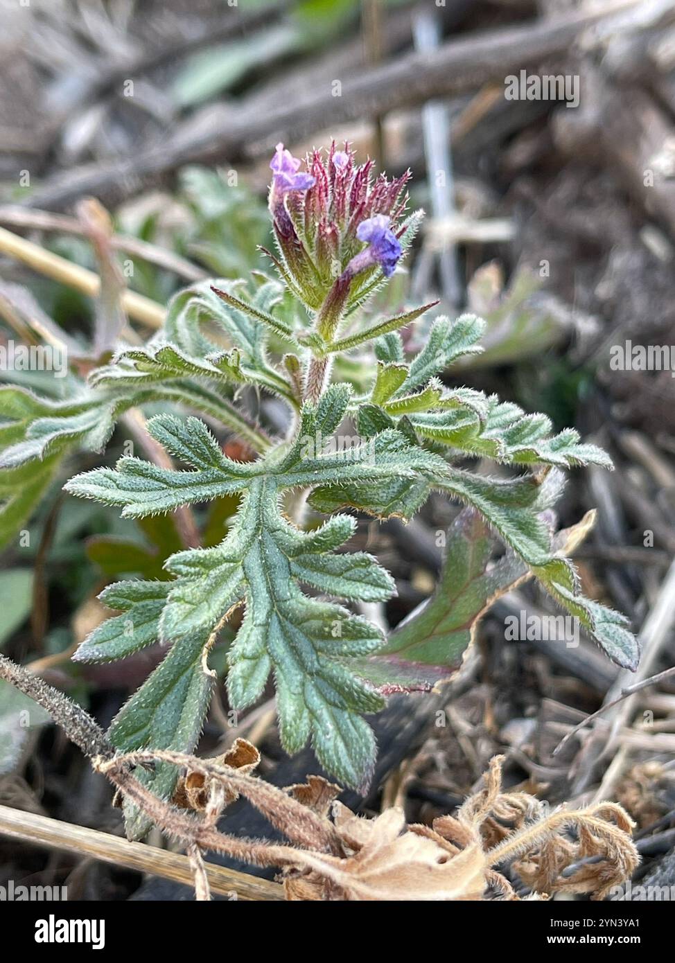 verbena family (Verbenaceae Stock Photo - Alamy
