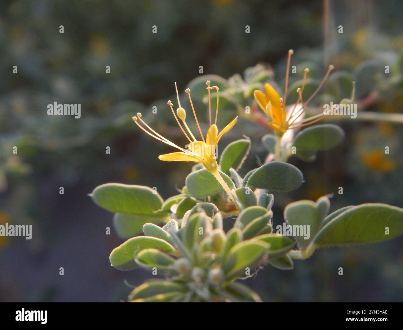 Mojave stinkweed (Cleomella obtusifolia Stock Photo - Alamy
