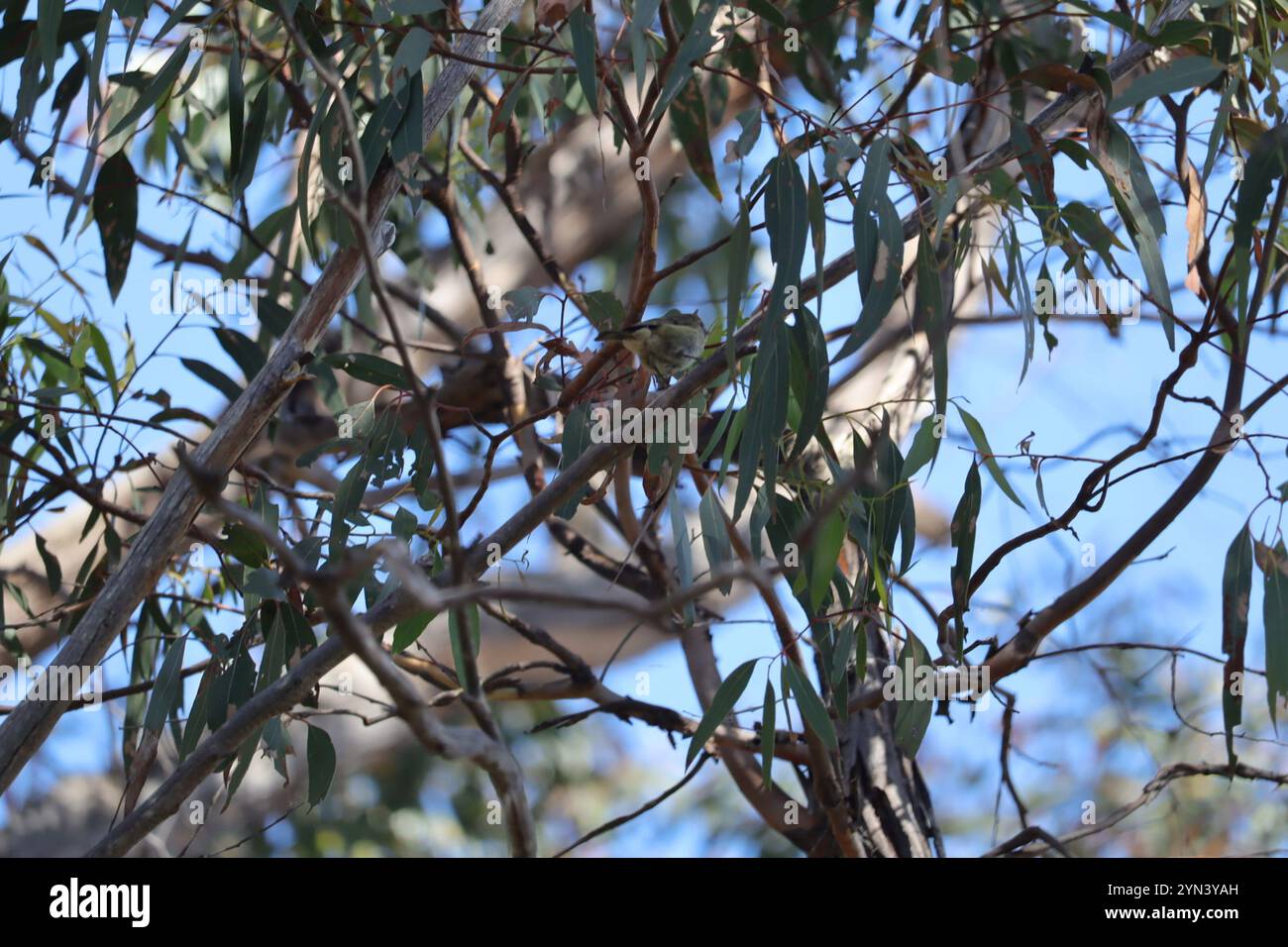 Striated Thornbill (Acanthiza lineata Stock Photo - Alamy