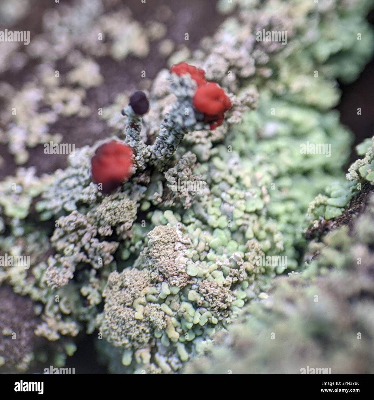 pixie cup and reindeer lichens (Cladonia Stock Photo - Alamy