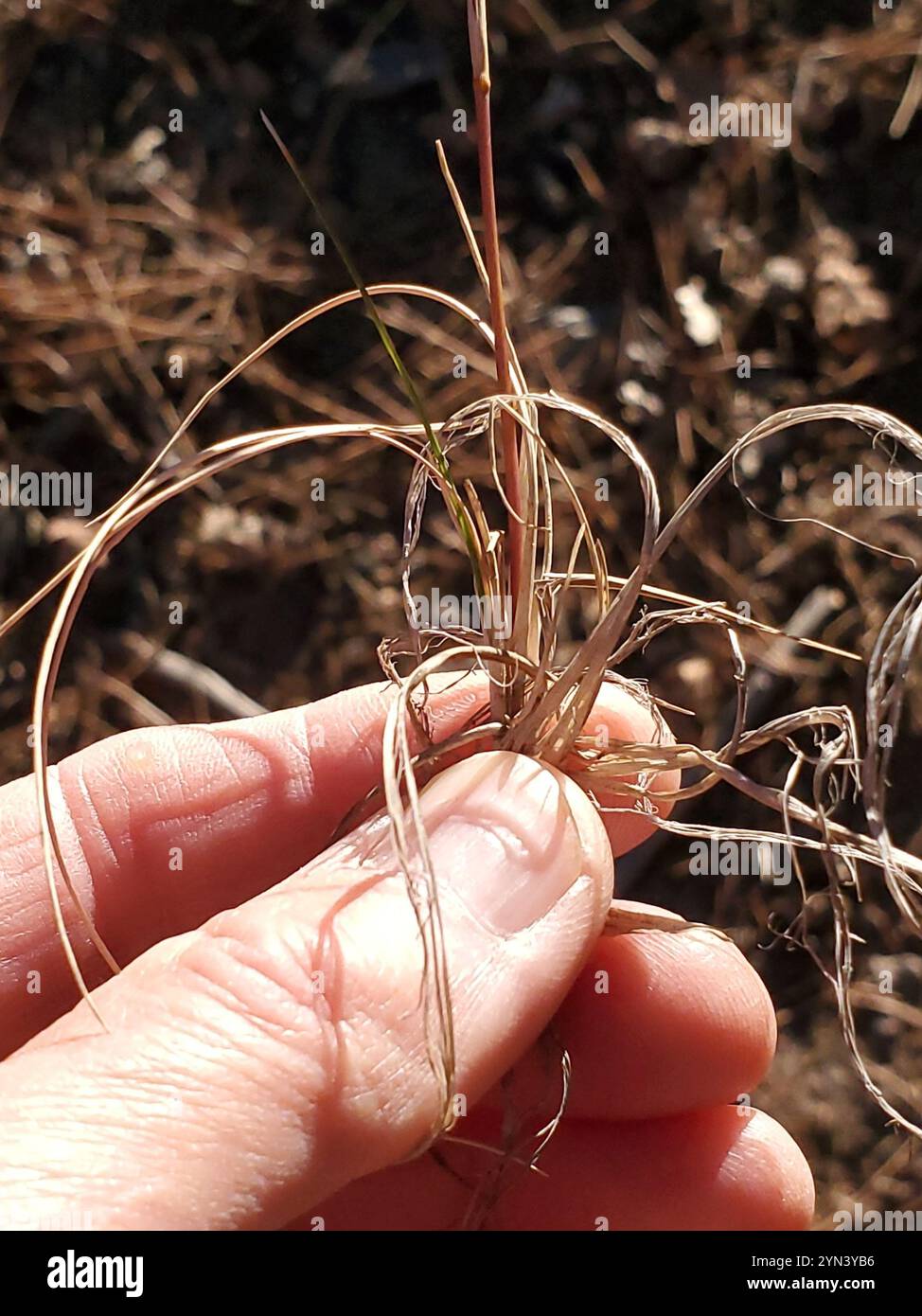 Pine Dropseed (Muhlenbergia tricholepis Stock Photo - Alamy