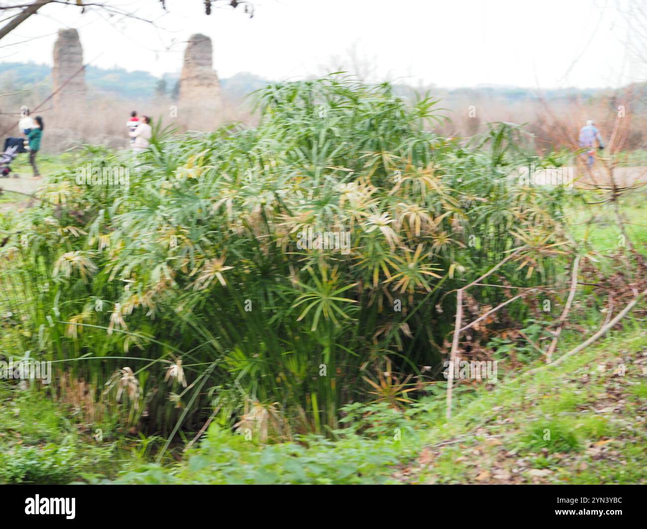 Umbrella papyrus (Cyperus alternifolius flabelliformis Stock Photo - Alamy