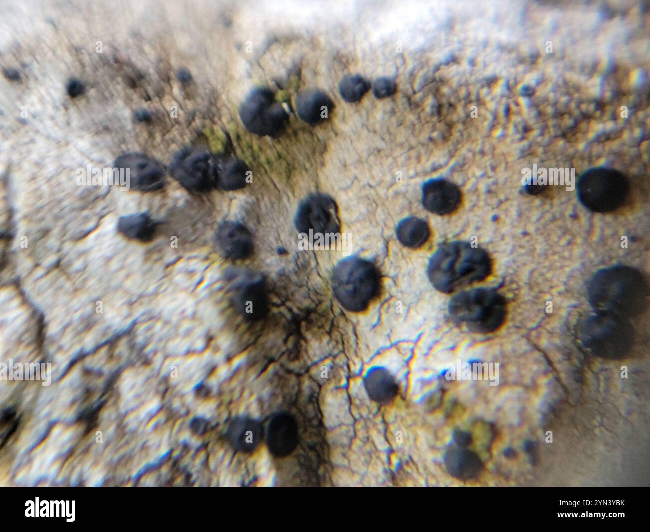Common Button Lichen (Buellia erubescens Stock Photo - Alamy