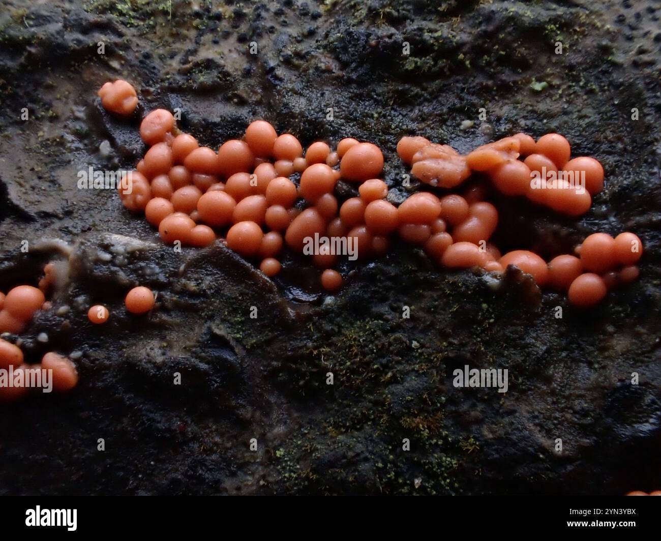 Wolf's Milk (Lycogala epidendrum Stock Photo - Alamy