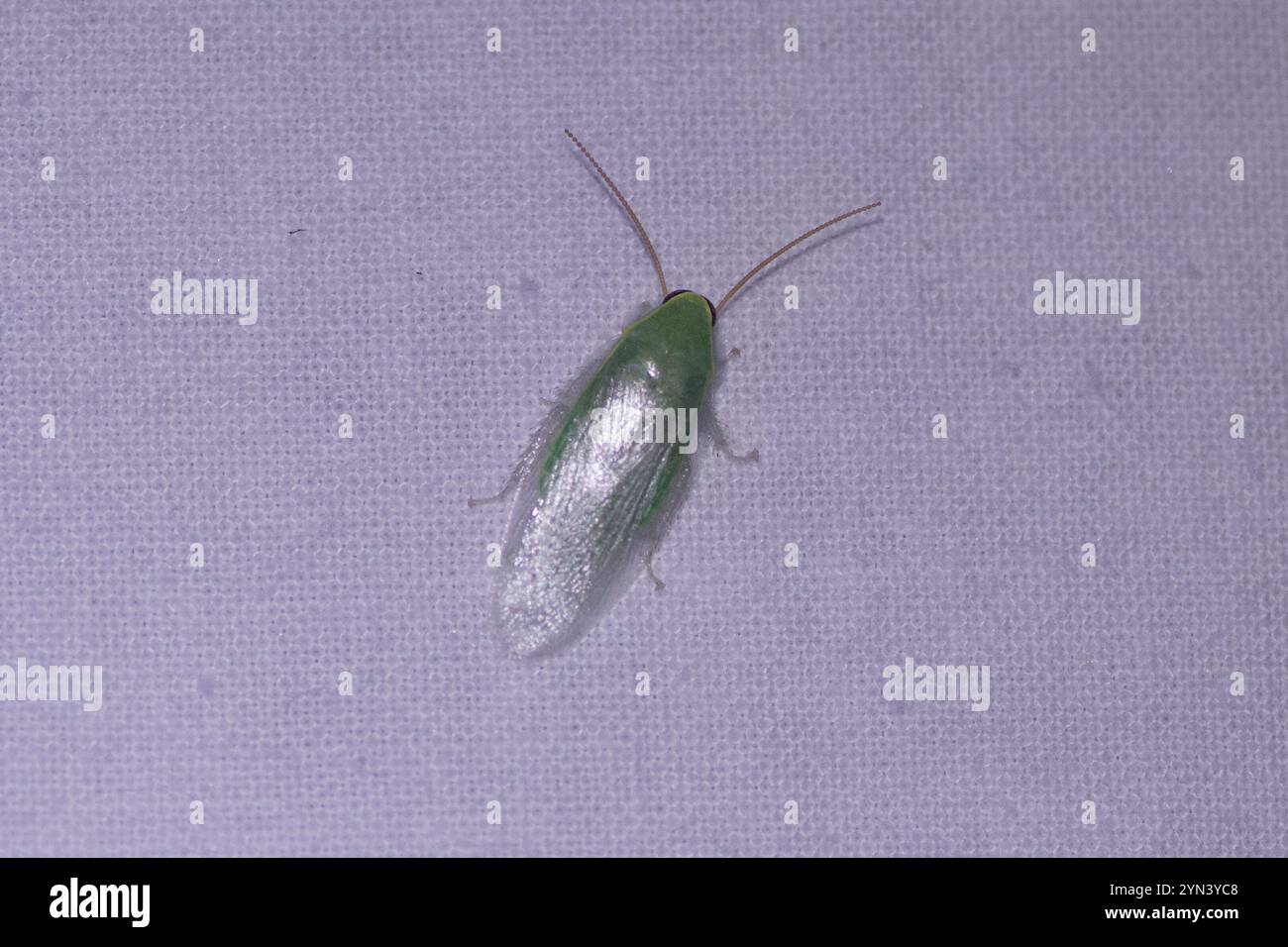 Banana Cockroach (Panchlora nivea Stock Photo - Alamy