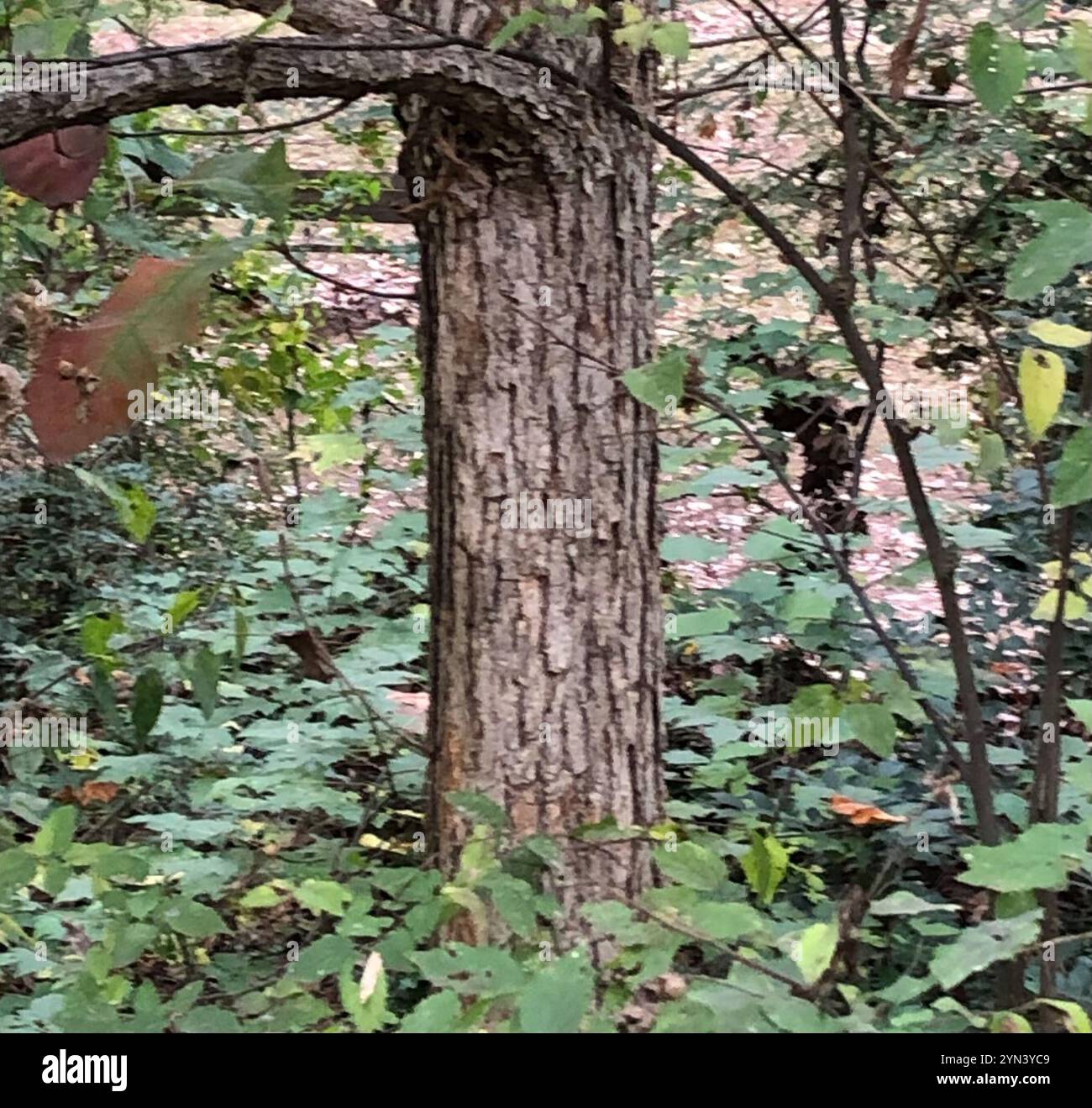 swamp chestnut oak (Quercus michauxii Stock Photo - Alamy