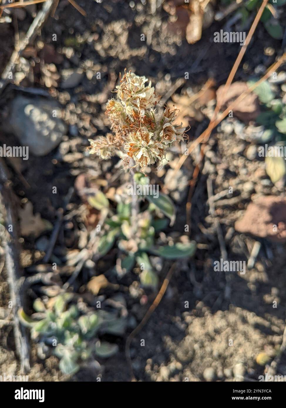 virgate scorpionweed (Phacelia heterophylla Stock Photo - Alamy