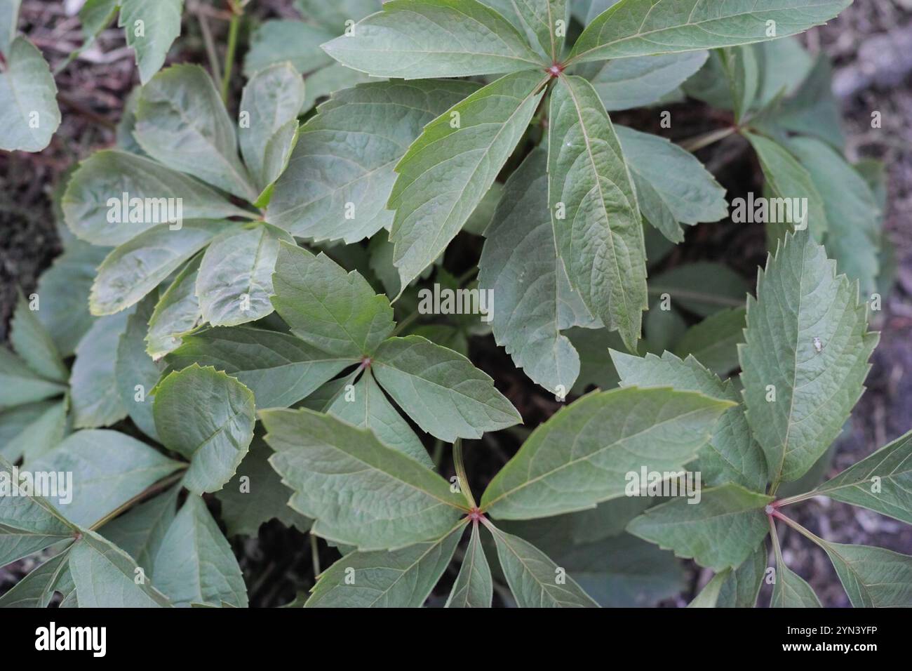 thicket creeper (Parthenocissus inserta Stock Photo - Alamy
