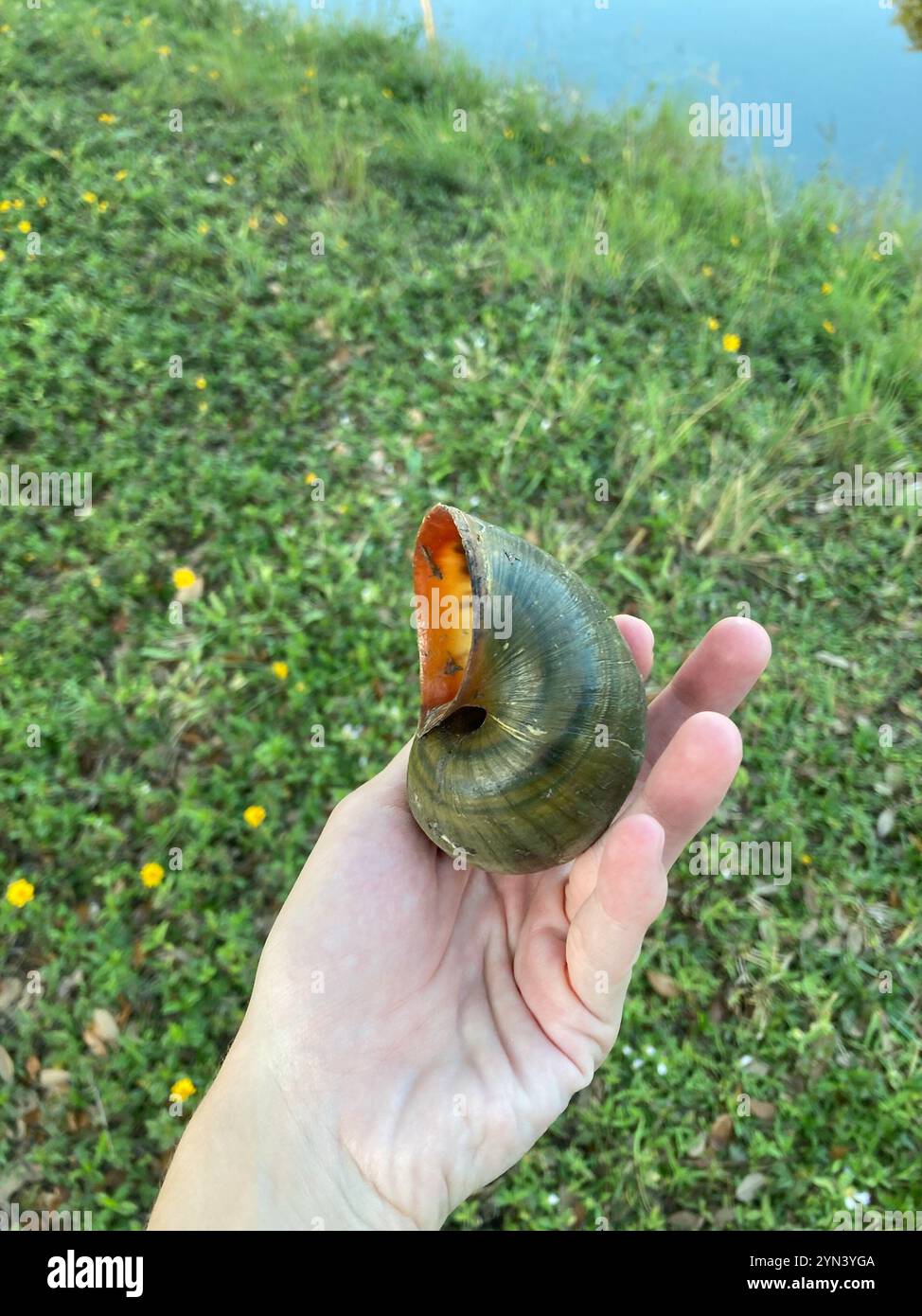 Common Apple Snails (Pomacea Stock Photo - Alamy