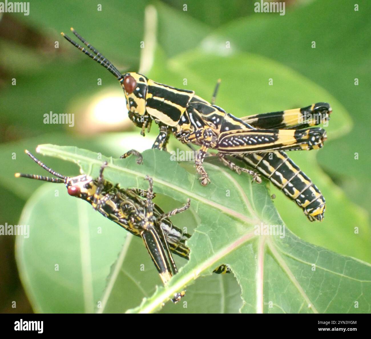Variegated grasshopper (Zonocerus variegatus Stock Photo - Alamy