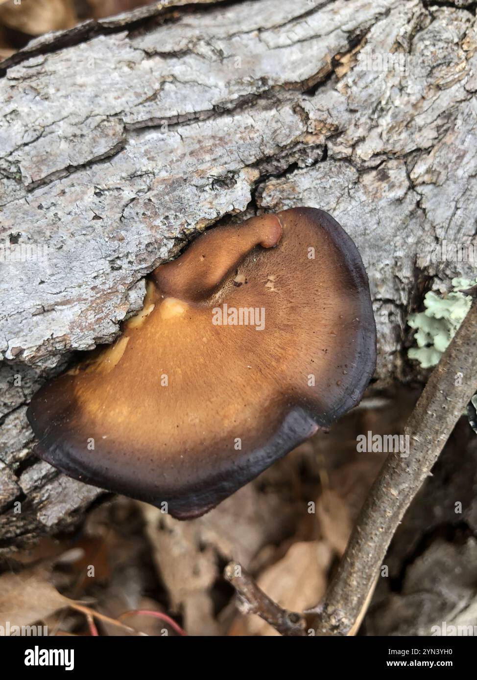 Lentinus brumalis hi-res stock photography and images - Alamy