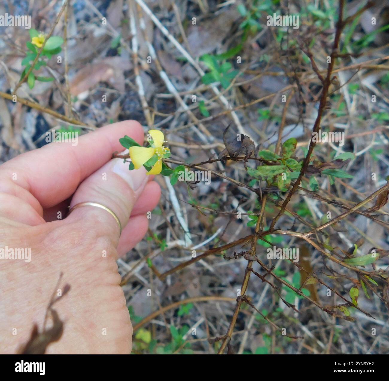 St. Andrew's cross (Hypericum hypericoides Stock Photo - Alamy