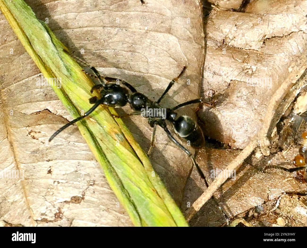 Matabele Ant (Megaponera analis Stock Photo - Alamy