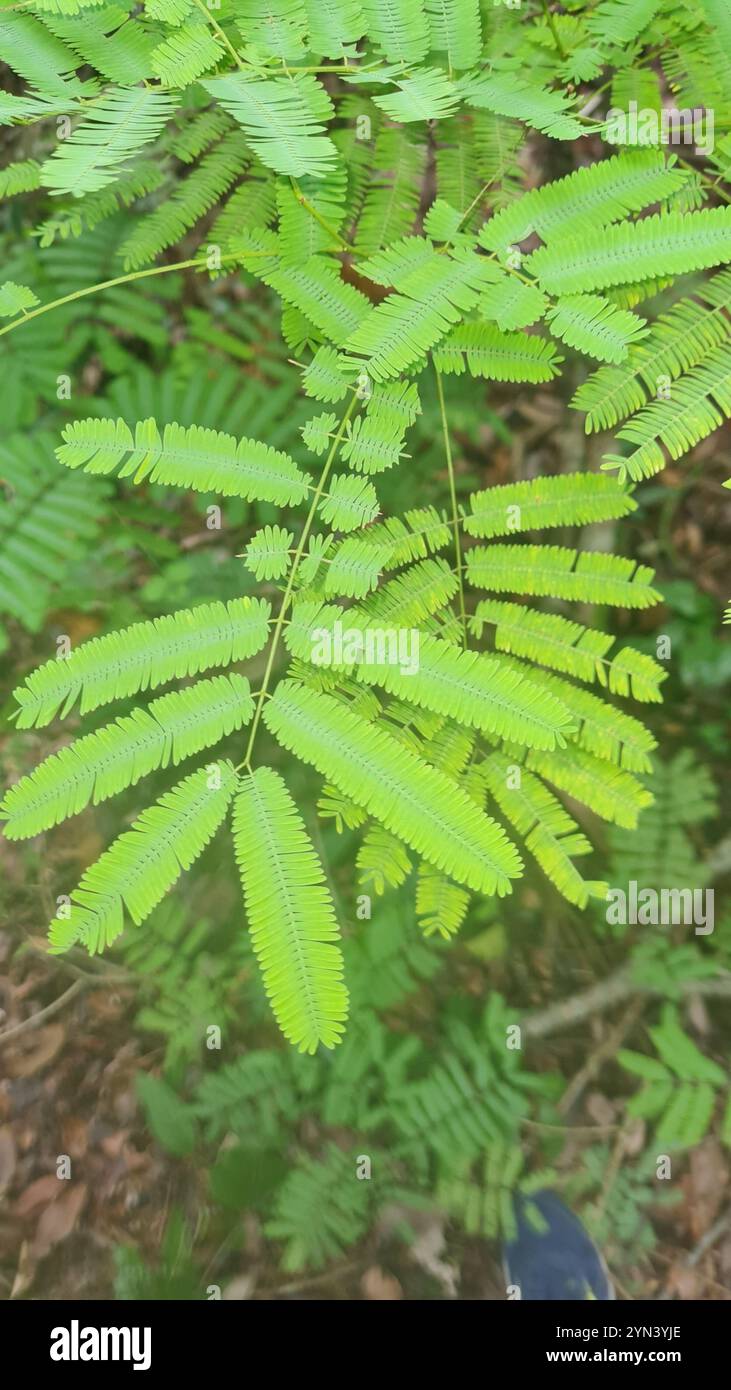 Acacias, Mimosas, mesquites, and allies (Mimosoideae Stock Photo - Alamy