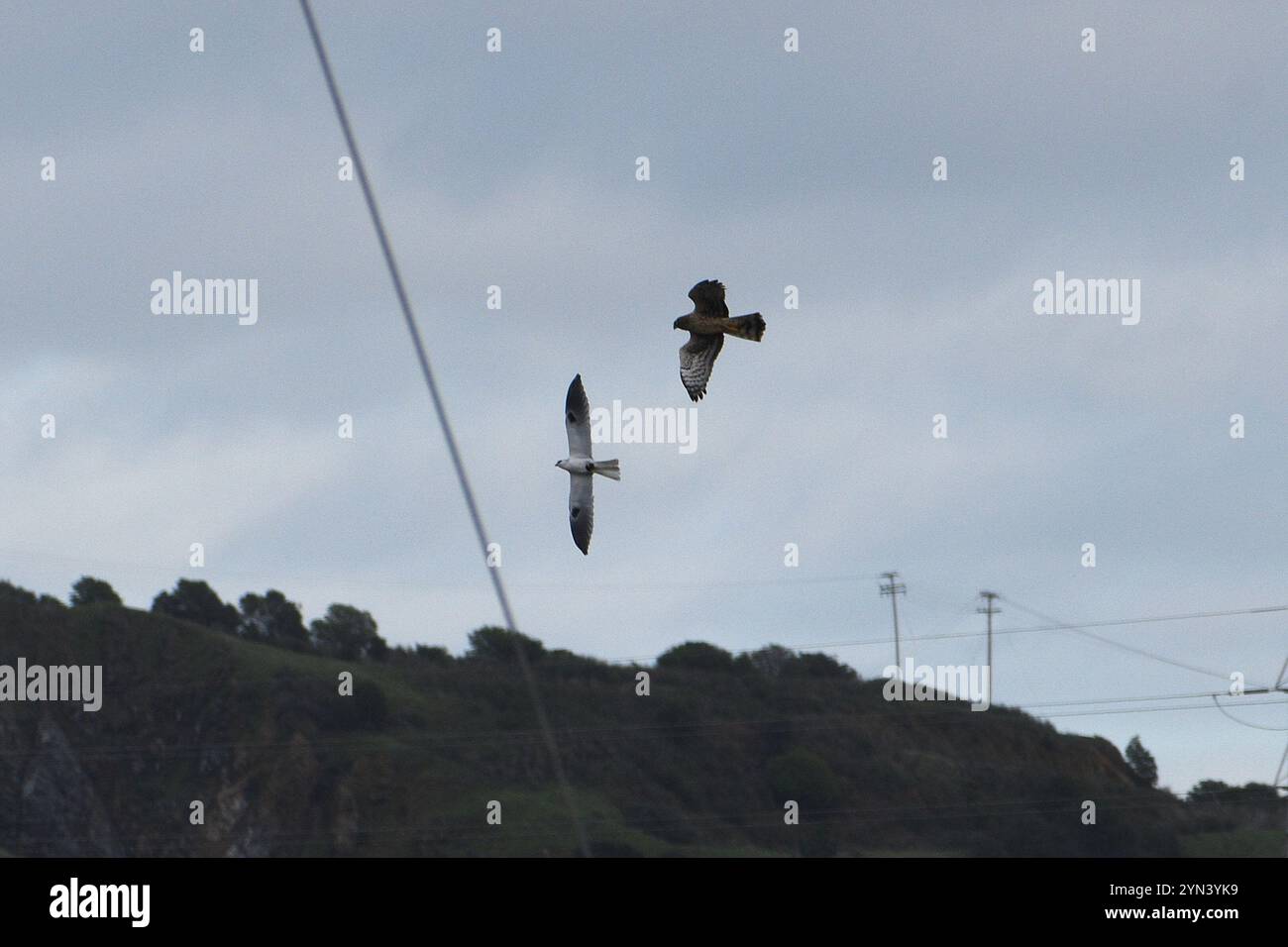 White-tailed Kite (Elanus leucurus Stock Photo - Alamy