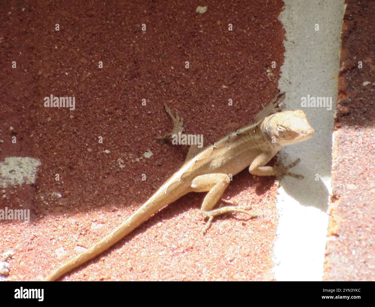 Brown Anole (Anolis sagrei Stock Photo - Alamy