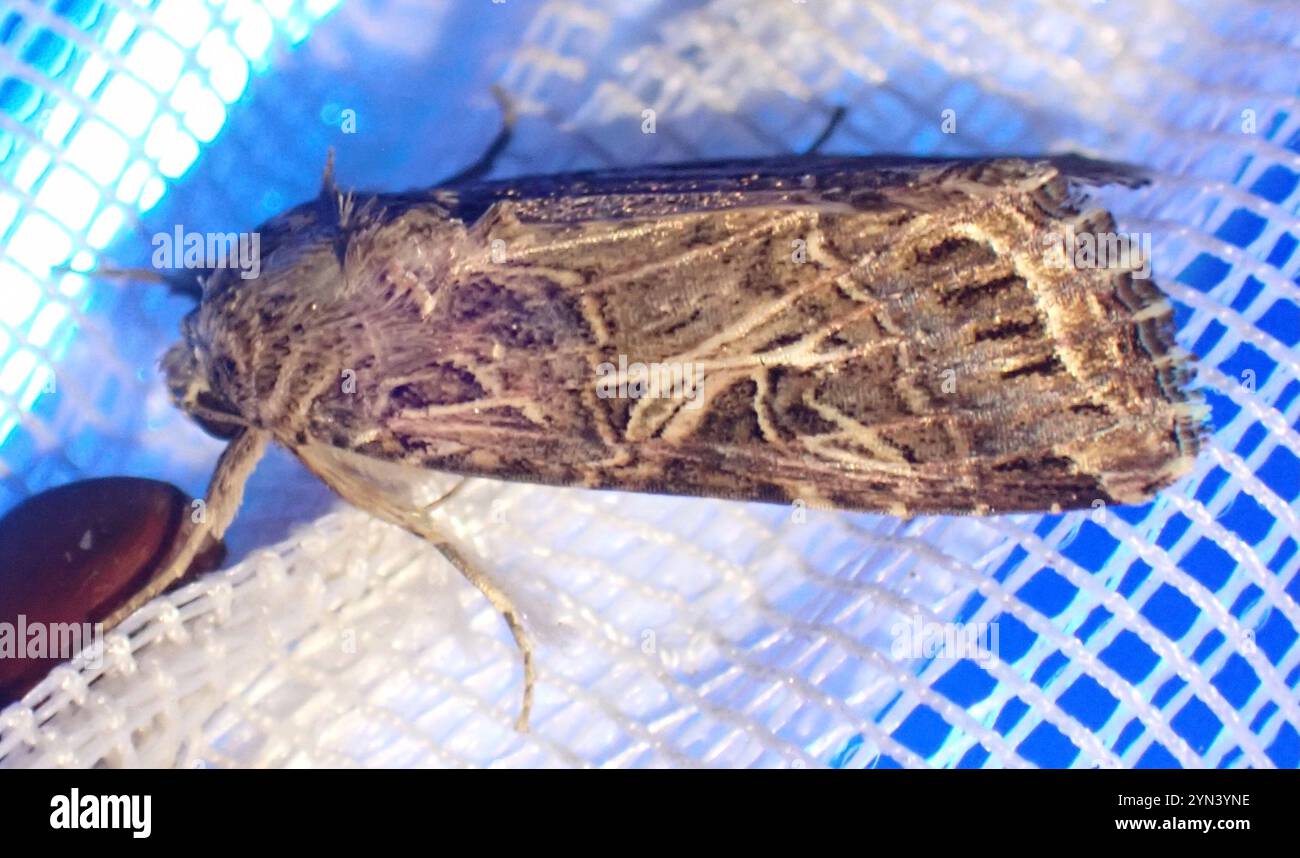 Mediterranean Brocade (Spodoptera littoralis Stock Photo - Alamy