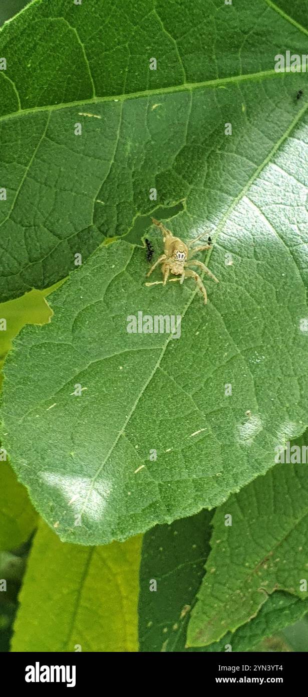 Green Jumping Spider (Mopsus mormon Stock Photo - Alamy