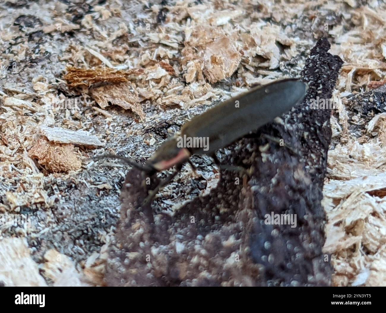 Winter Firefly (Ellychnia corrusca Stock Photo - Alamy