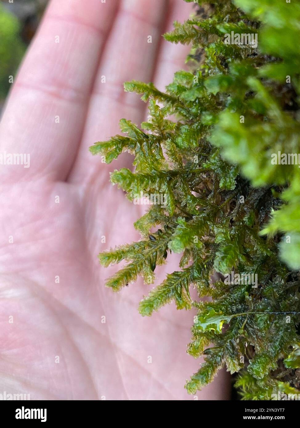 shingle moss (Neckera pennata Stock Photo - Alamy