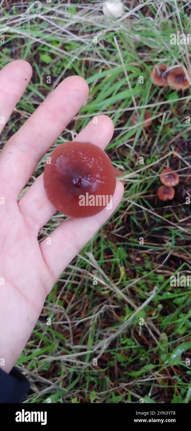 red pinwheel (Marasmius plicatulus Stock Photo - Alamy