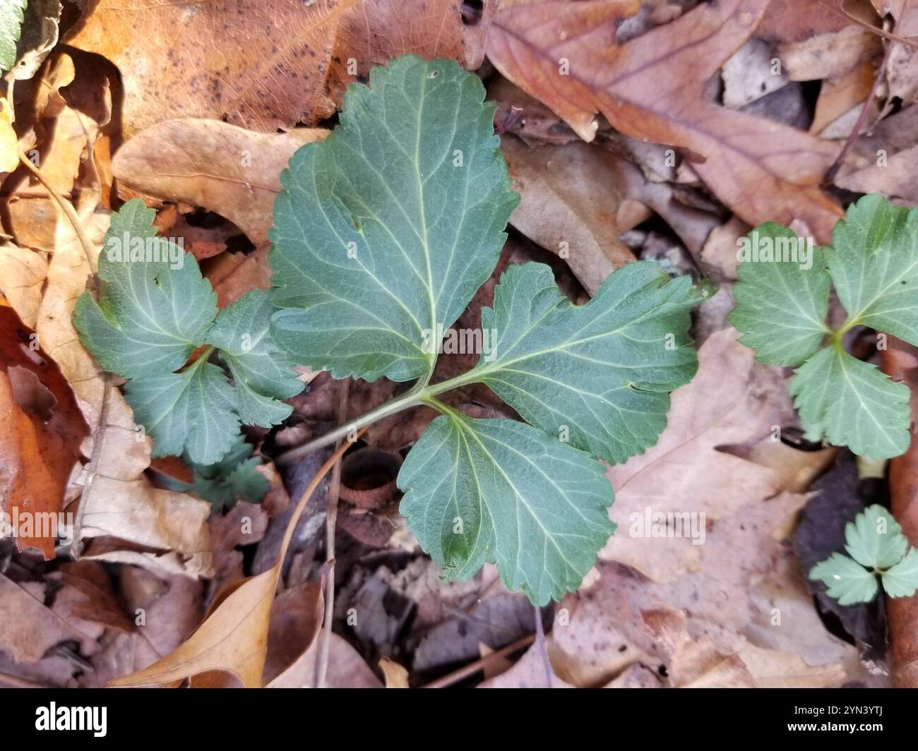 Two-leaved Toothwort (Cardamine diphylla Stock Photo - Alamy