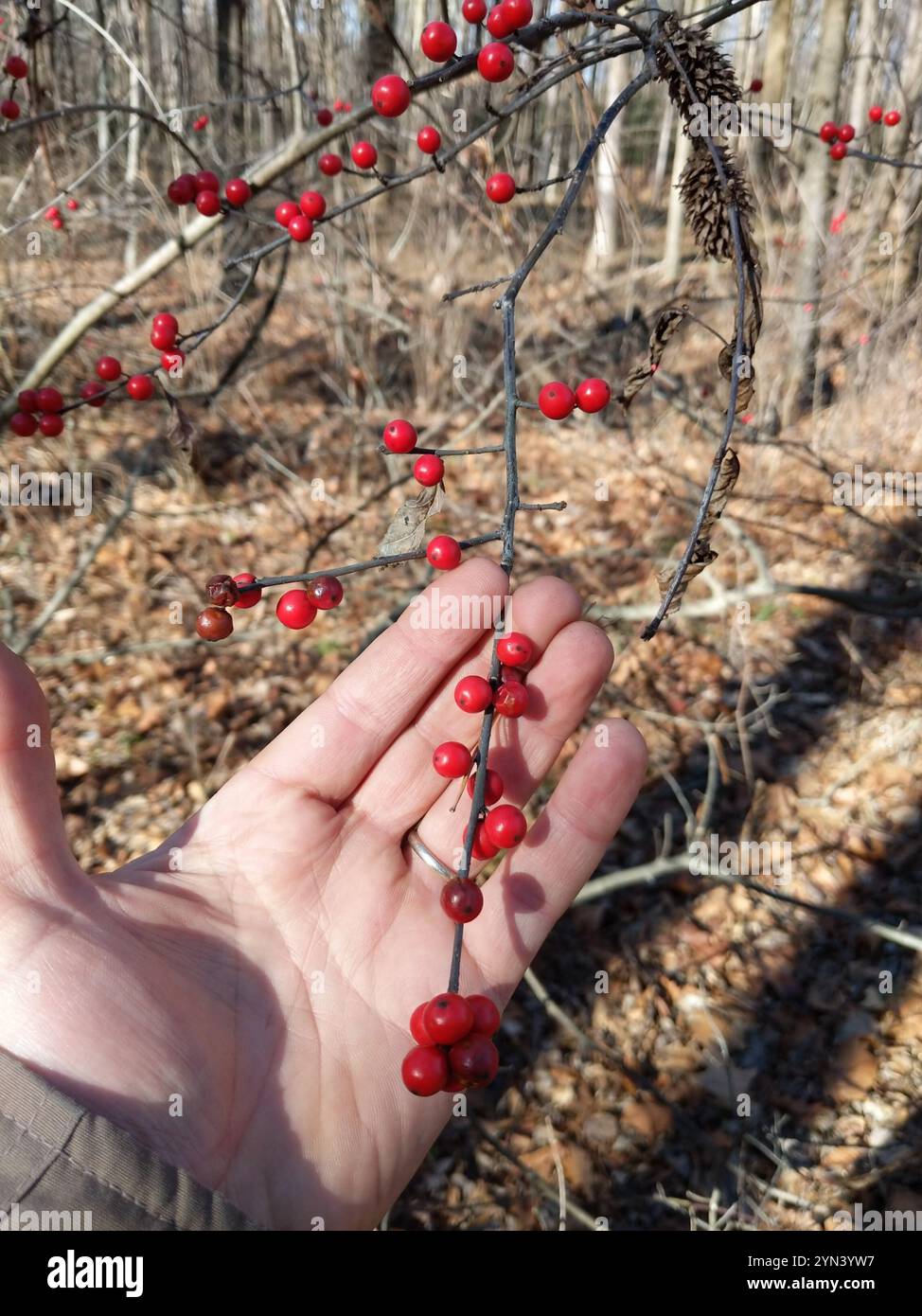 winterberry holly (Ilex verticillata Stock Photo - Alamy