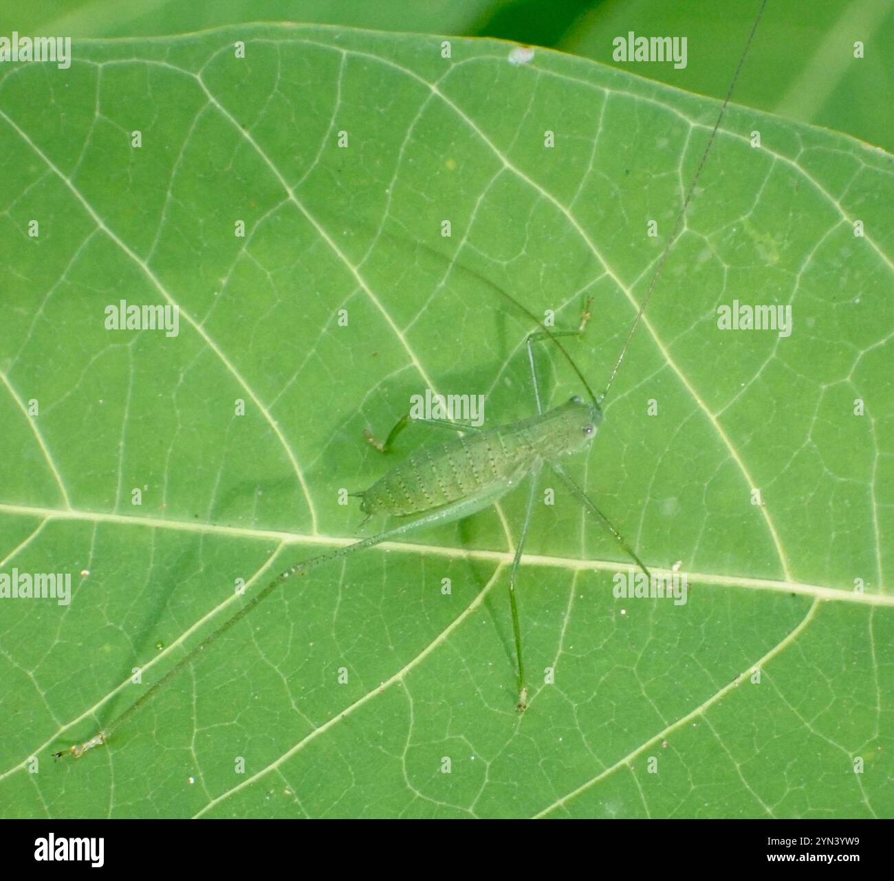 Leaf Katydids (Phaneropterinae Stock Photo - Alamy