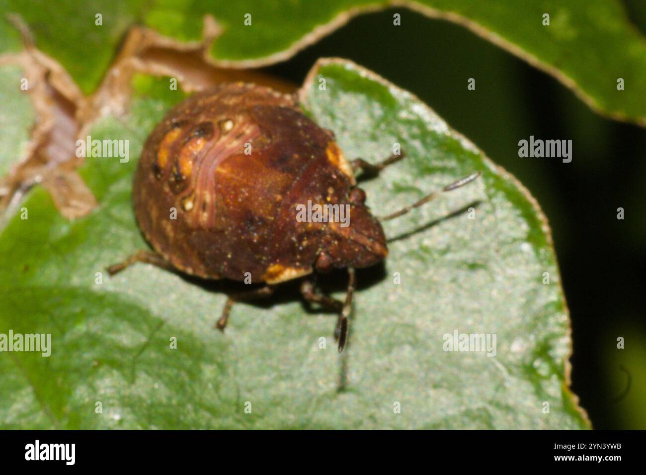 Stink Bugs, Shield Bugs, and Allies (Pentatomoidea Stock Photo - Alamy