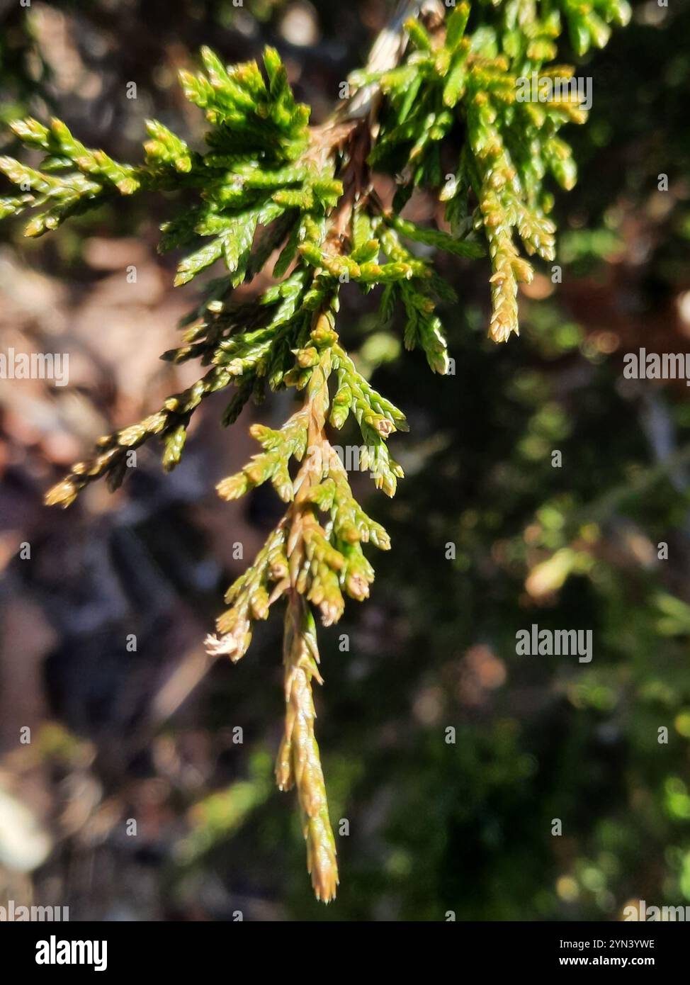 eastern redcedar (Juniperus virginiana Stock Photo - Alamy