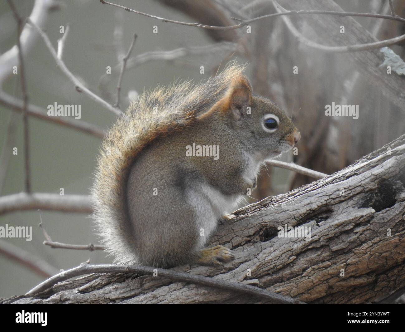 American Red Squirrel (Tamiasciurus hudsonicus Stock Photo - Alamy