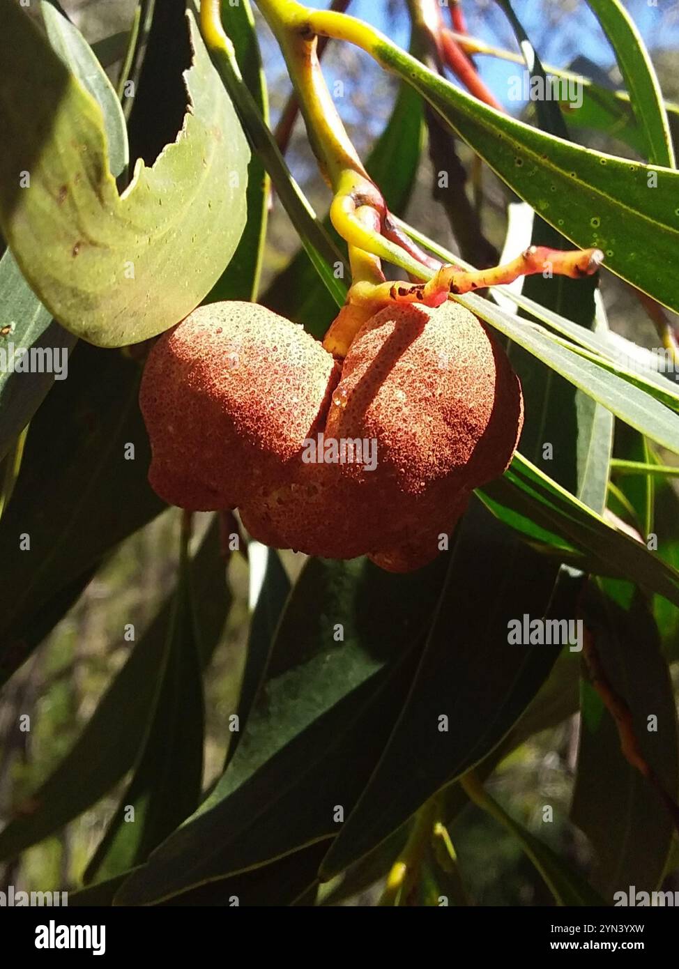 wattle gall rusts (Uromycladium Stock Photo - Alamy
