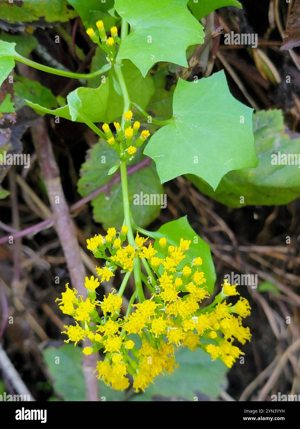 Cape-ivy (Delairea odorata Stock Photo - Alamy
