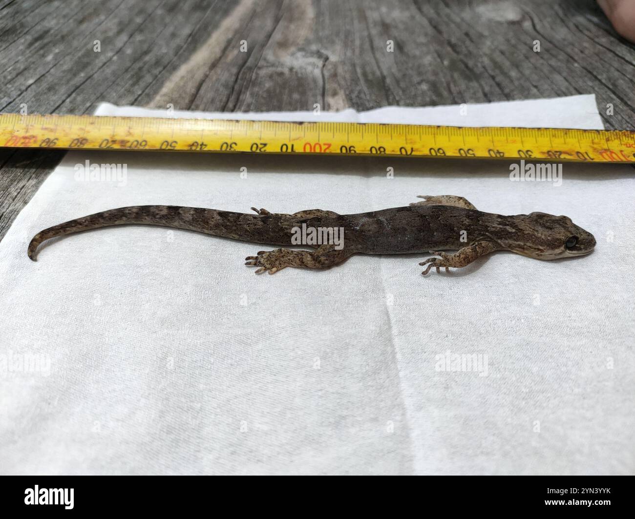 Pacific Gecko (Dactylocnemis pacificus Stock Photo - Alamy