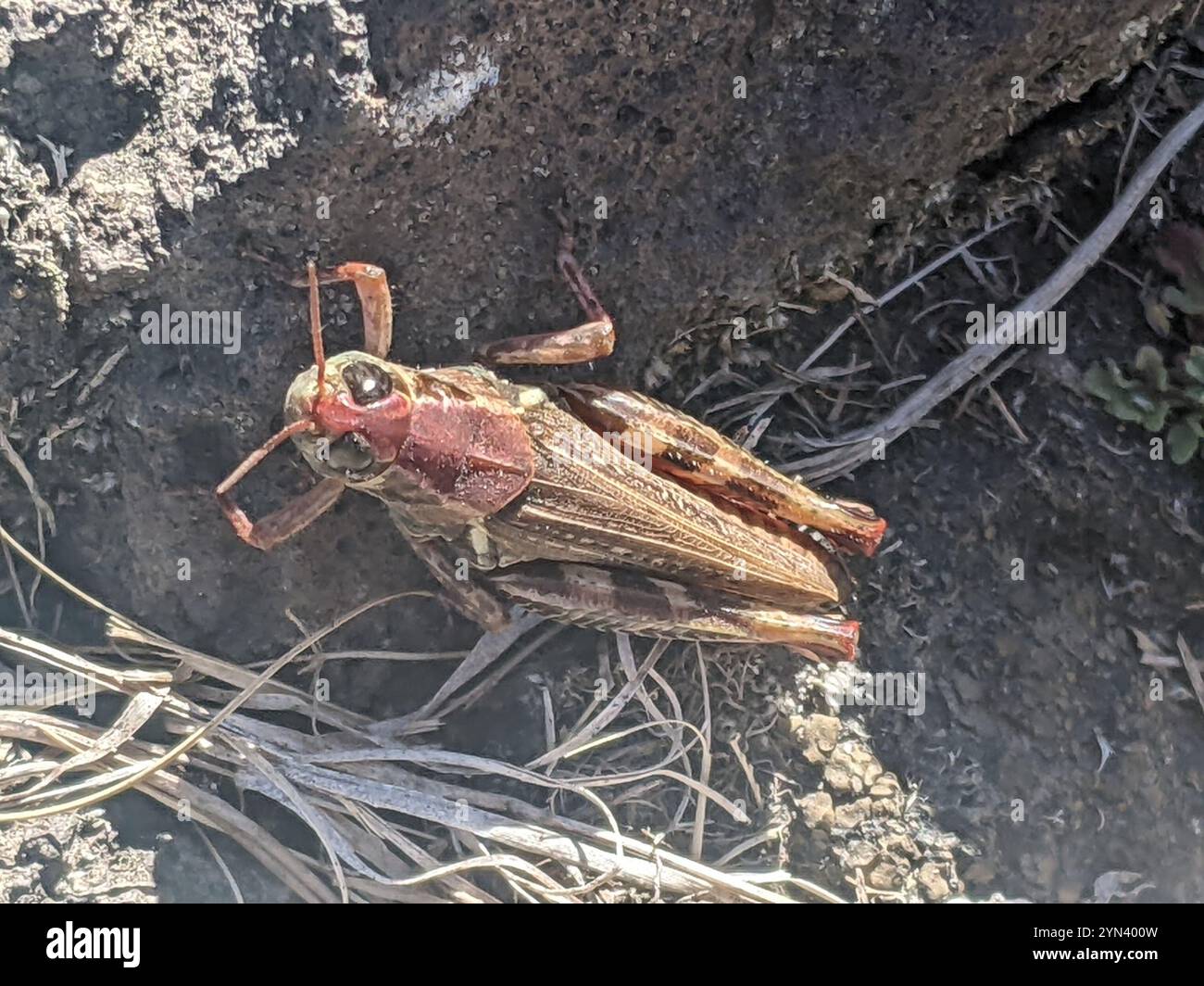 Red-legged Grasshopper (Melanoplus femurrubrum Stock Photo - Alamy