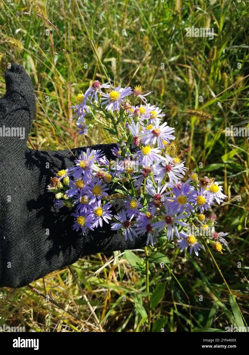 New York aster (Symphyotrichum novi-belgii Stock Photo - Alamy
